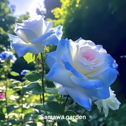 Jual Tanaman hias bunga mawar sudah knop bunga/ siap berbunga random ...