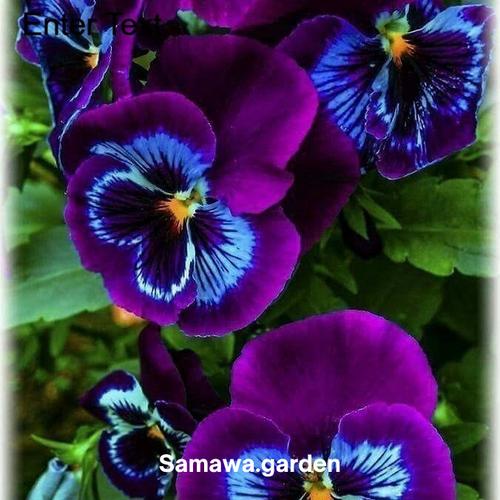 Promo anggrek dendrobium bunga purple blue IB - Kab. Bogor - Samawa ...