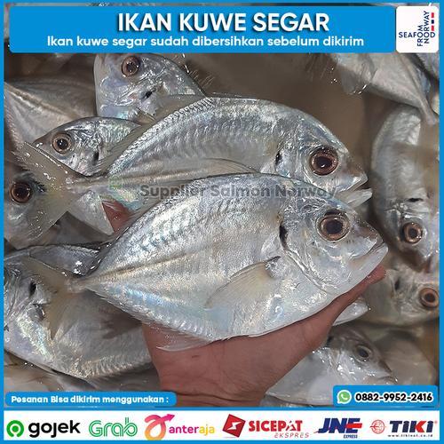 Jual FRESH Ikan kuwe segar 1 kg isi 3-5 ekor | Ikan kuwe (ikan air laut ...
