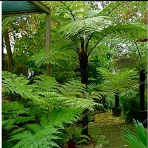 Jual tanaman hias pakis monyet pakis hutan pakis batang pakis jumbo ...