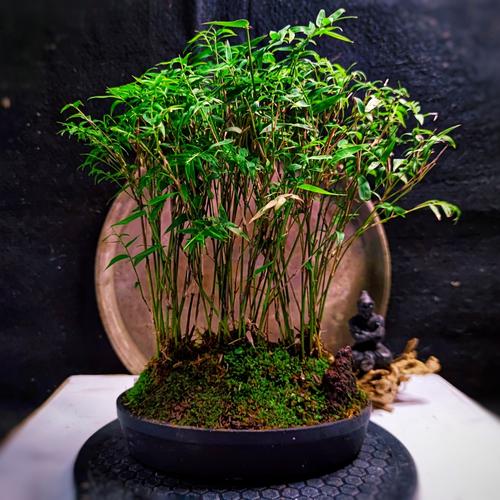 Jual Bonsai Mini Bambu Japan Micro Siap Pajang sama seperti di photo ...