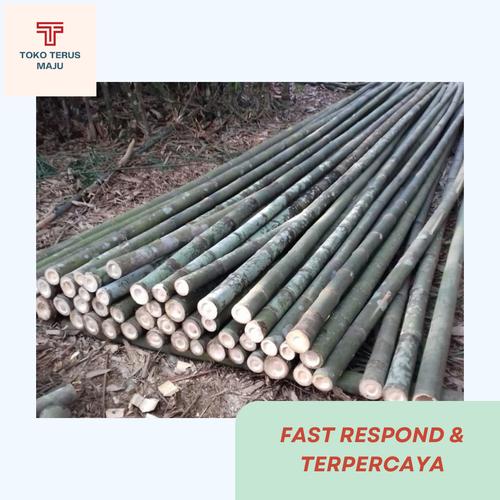 Jual Bambu Ukuran 8/10 untuk Proyek, Bambu Tiang, Bambu Steger - Harga ...