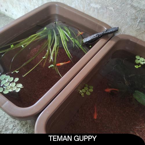 Jual Bak kolam mini / Mini pond, Kolam ikan mini, kolam ember - Kab ...