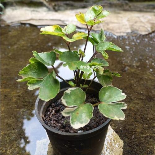 Jual Tanaman Polyscias fruticosa 'Dwarf' Variegata | paludarium ...