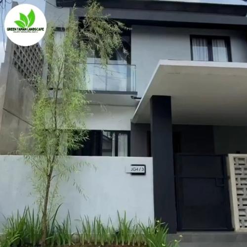 Jual pohon liang liu 2 meter - tanaman hias liang liu - Kab. Bogor ...