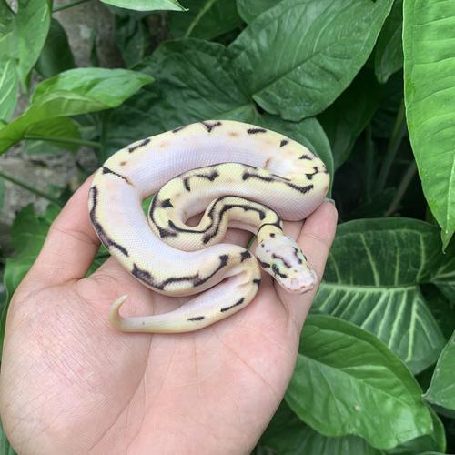 Jual Ballpython morph super pastel fire orange dream spider poss yb ...