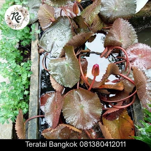 Jual Bibit Tanaman Air TERATAI MERAH BESAR Hidup Lotus LANGKA OJEK ONLY ...