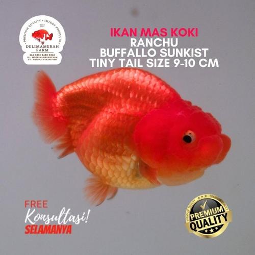 Jual IKAN MAS KOKI RANCHU UFFALO YELLOW SUNKIST SIZE 9-10 CM GOOD ...