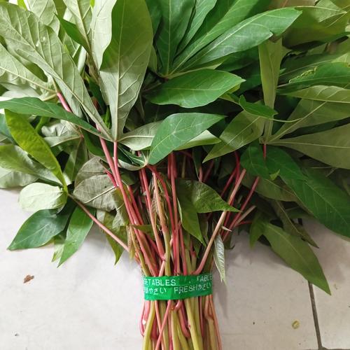 Jual daun singkong muda segar satu ikat - Kab. Bogor - Meydiyan | Tokopedia