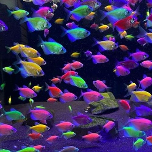 Jual Paket Ikan Hias Warna Warni 10 Ekor Ikan Hias Aquarium Aquascape ...