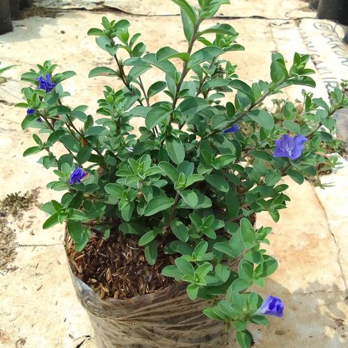 Jual Bibit Tanaman Blue eyes / baby blue eyes - Kota Bekasi - Mustika ...