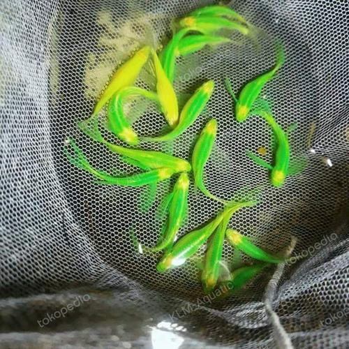 Jual DANIO SLAYER FULL HIJAU ISI 10 grade A - Kab. Tulungagung - KLM ...