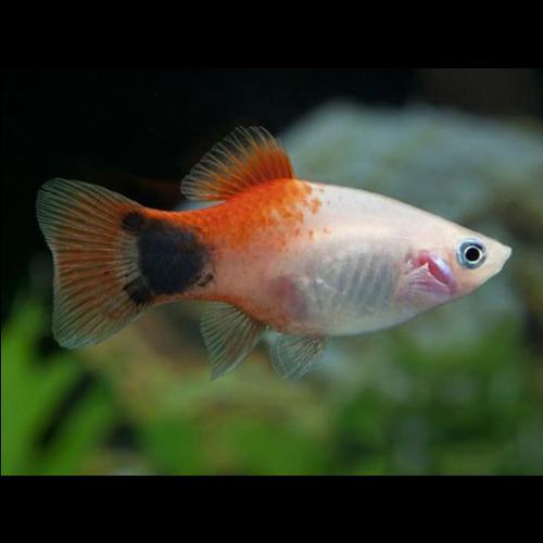 Jual Ikan Hias Platy Mickey Mouse Caroline / Platys Mickey Mouse ...