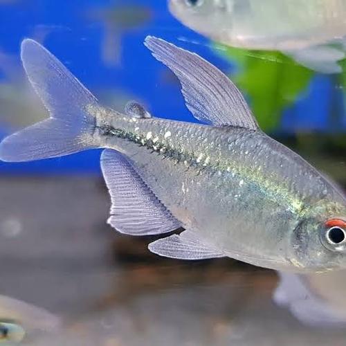 Jual ikan hias aquascape diamond tetra - Jakarta Timur - Arsyila ...