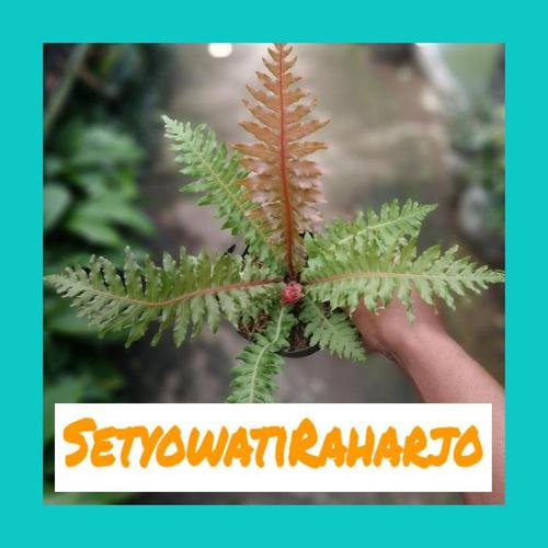Jual SSG tanaman pakis blechnum/tanaman pakis/tanaman pakis hias ...