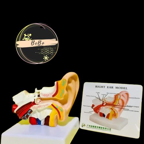 Jual Alat Peraga Anatomi Telinga Manusia / Right Ear Model - Kab. Bogor ...
