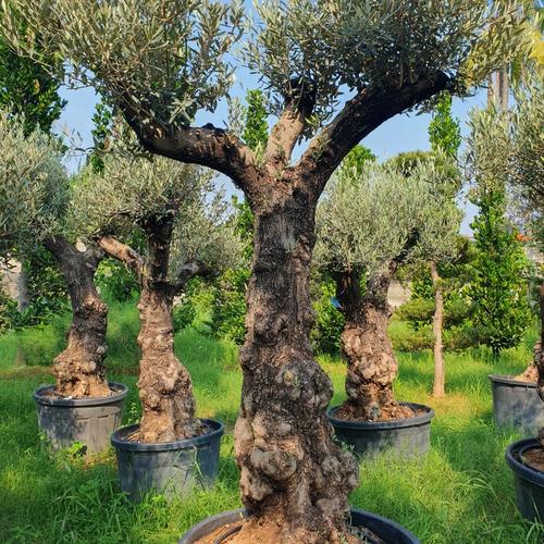 Jual Ready Pohon Olive Tree Tinggi 1,5m - Kab. Bogor - CV.Jaya Mekar ...