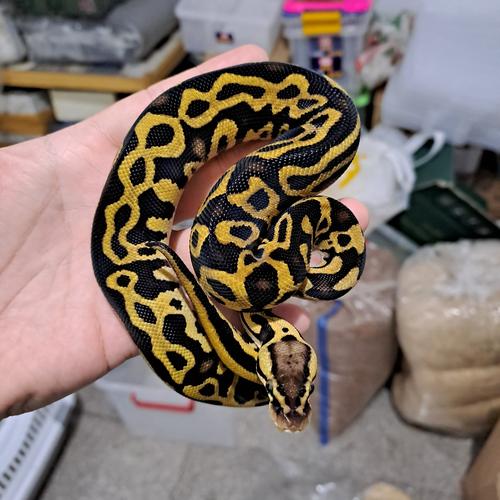 Jual Ular Ball Python mainan Lucu imut gemoy - SpotNose Past M, Baby Up ...