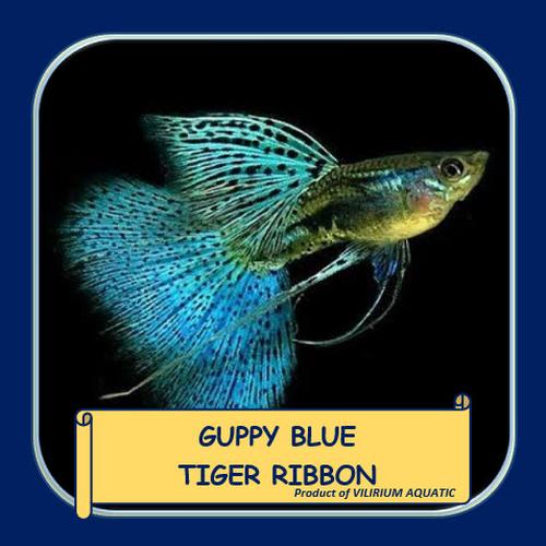 Jual IKAN HIAS AIR TAWAR - GUPPY BLUE TIGER RIBBON (SEPASANG) - Jakarta Pusat - Vilirium Aquatic ...