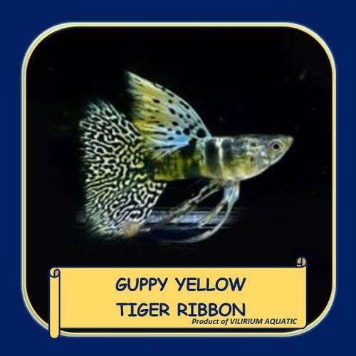 Jual IKAN HIAS AIR TAWAR - GUPPY YELLOW TIGER RIBBON (SEPASANG) - Jakarta Pusat - Vilirium ...