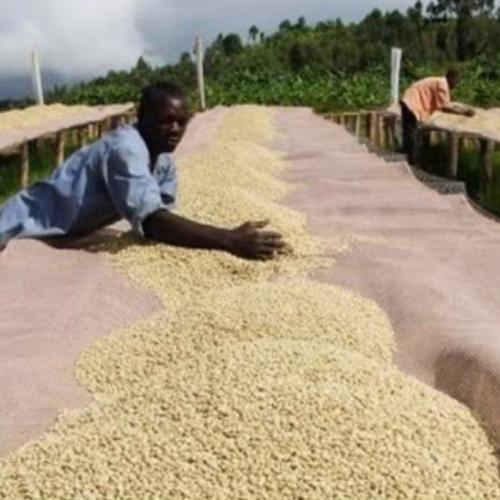 Jual ETHIOPIA GELANA GEISHA 24 GREEN BEANS - Jakarta Barat - ENTOOLISS ...