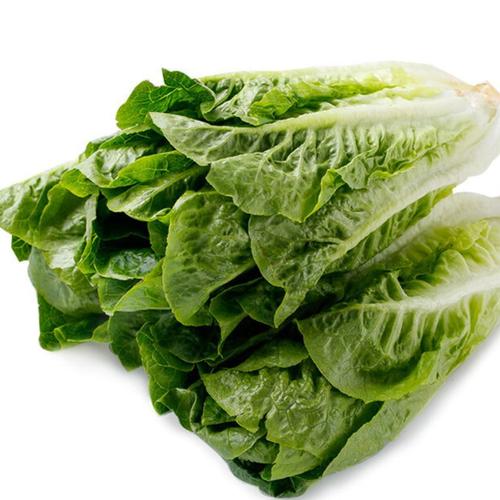 Jual Selada Lettuce Romaine 1 kg 1000gram Sekilo Sayur Segar Fresh ...