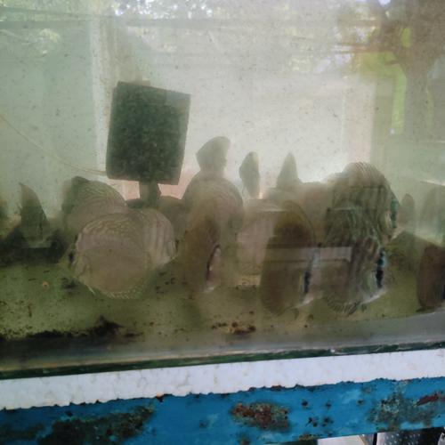 Jual Ikan Discus Mozaic Leopard Ukuran 3 inch - Jakarta Utara - RAMBU ...