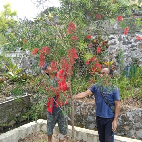 Jual tanaman hias pohon sikat botol tinggi 2 meter - Kota Depok ...