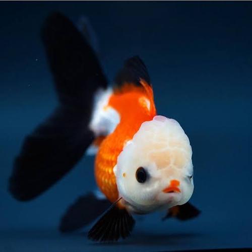 Jual ikan mas koki panda dan koky 3 color / koki panda / koky panda 3 ...