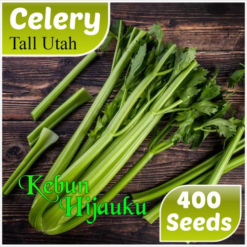 Jual Benih Biji Seledri Batang Besar - Celery Tall Utah - Kab. Badung ...