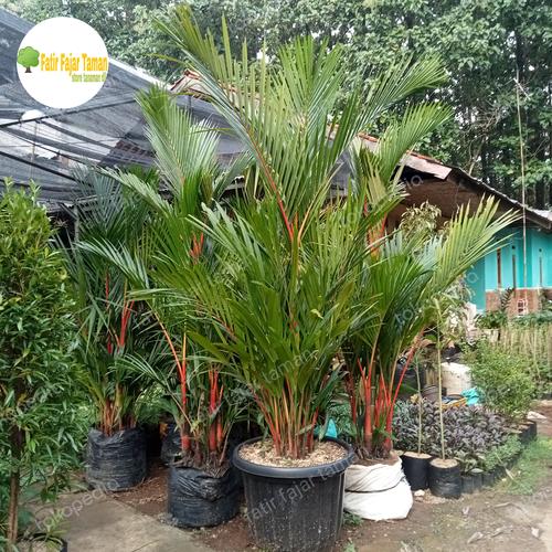 Jual pohon palm merah tinggi 2 meter + pot cocok untuk indoor outdoor ...