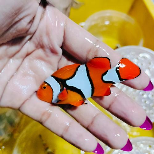 Jual ikan nemo biak ukuran large - Kota Surabaya - Blue ocean Aquarium ...