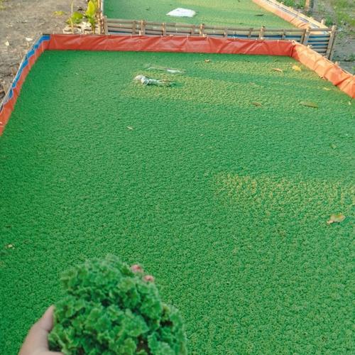 Jual Bibit Azolla Micropylla, Benih Azola (per 1000 gram/ 1 kg) cocok ...