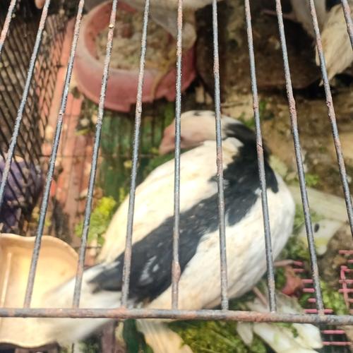 Jual ayam tulak cakep putih hitam - Jakarta Timur - Toko Idelekdesain ...