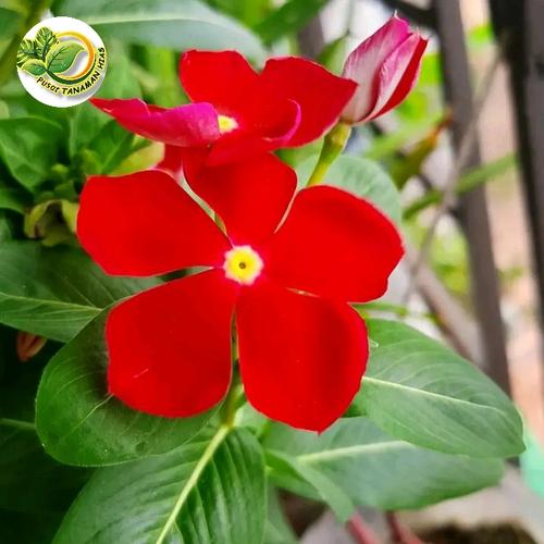 Jual tanaman hias vinca tapak dara rad Chili pohon tapak dara vinca ...