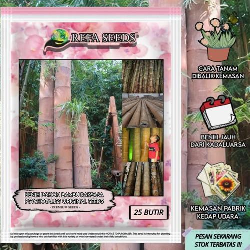 Jual READY REFA (25 Biji) Benih Pohon Bambu Raksasa Psychotallis ...
