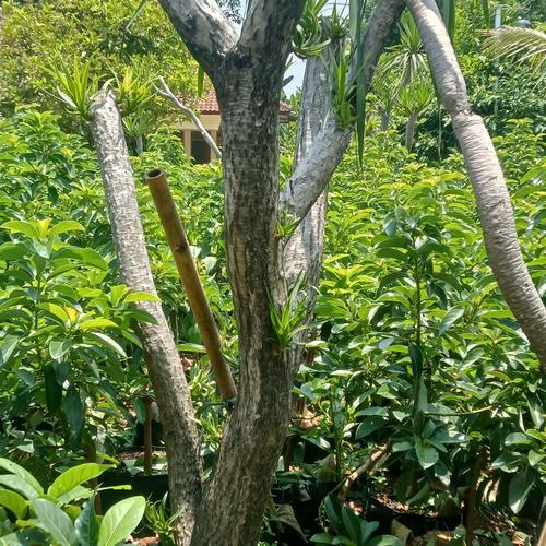 Jual pohon pandan bali tanaman hias Batang besar - Kota Depok - Tanaman ...