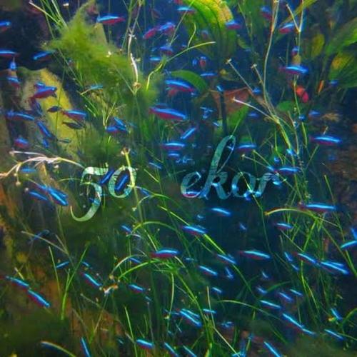 Jual Ikan hias cardinal tetra 50 ekor - Kab. Bogor - clingy.cc | Tokopedia