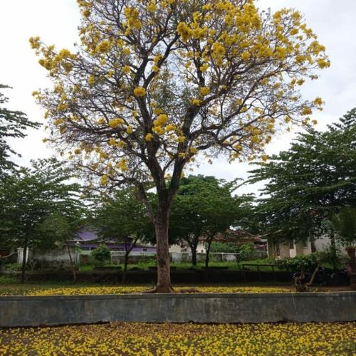 Jual pohon Tabebuya kuning 2,5meter - Kota Depok - adibaflora | Tokopedia