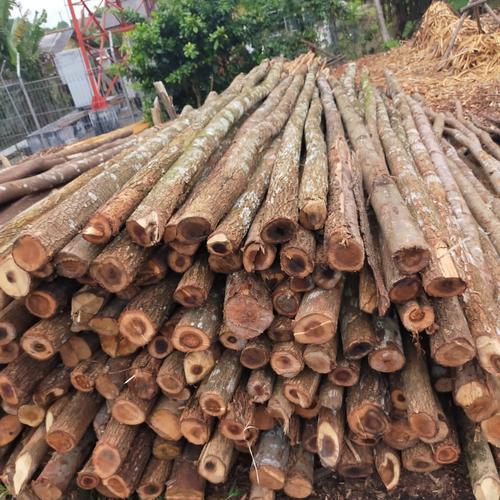 Jual Kayu Dolken 6/7 Panjang 4 Meter Kayu Dolken Puspa Bekisting Tiang ...