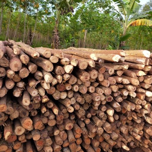 Jual Kayu Dolken 6/7 Panjang 4 Meter Kayu Dolken Puspa Bekisting Tiang ...