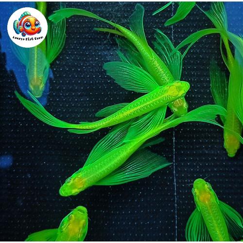 Jual Ikan Danio Slayer Hijau Grade A/ Ikan Hias Warna Warni - Kab ...