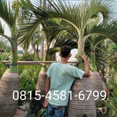 Jual Palem Botol / Pohon Palem Botol Besar - Kab. Bogor - KARYA PESONA ...