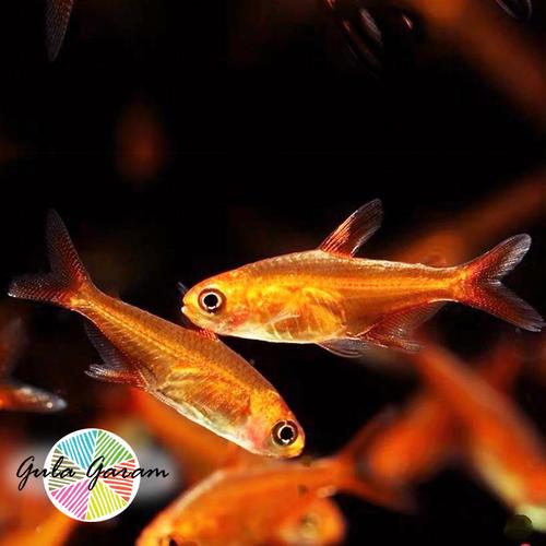 Jual Amandae Tetra Ikan Hias Aquascape Hiasan Aquarium Tanaman Air ...