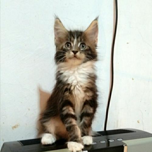 Jual Kucing MaineCoon Asli bukan mix GARANSI. Line Ped CFA Maine Coon ...