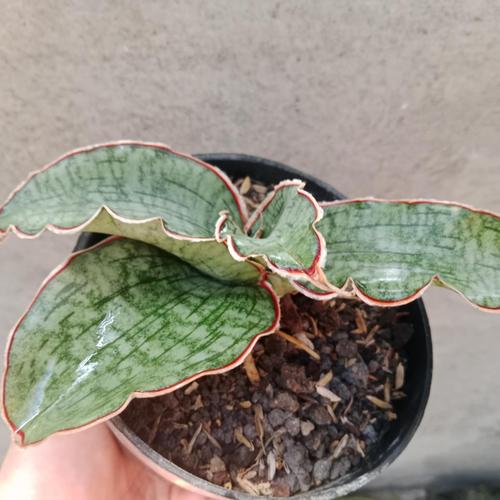 Jual sansivera silver blue daun tebal - Kab. Sidoarjo - Alya Flower ...