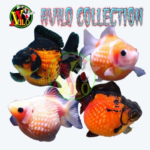 Jual ikan hias aquascape mas koki mutiara size kecil 3 - 5 cm - Kota ...