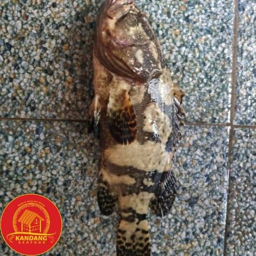 Jual Ikan Kerapu Bunga Macan Fresh Frozen Seafood Per Ekor - 700-800 ...
