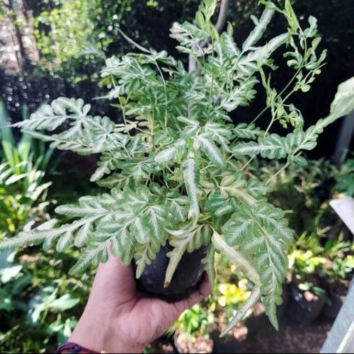 Jual pakis embun tanaman pakis embun tanaman pakis salju pakis embun ...