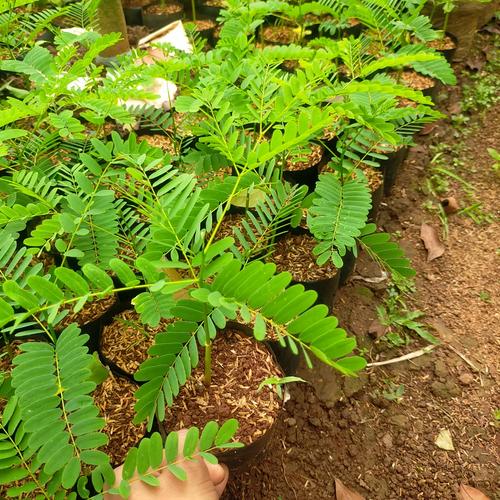 Jual tanaman hias solobium ukuran 20-30cm bibit tanaman solubium - Kab ...